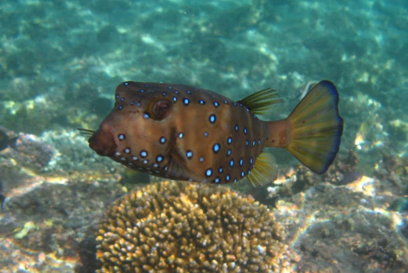 Lagons de la Réunion et ses poissons tropicaux: 2012 30 juin Lagon ...