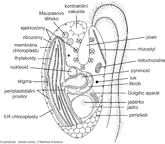 Divisio Cryptophyta, A common feature, Structure, Reproduction ...