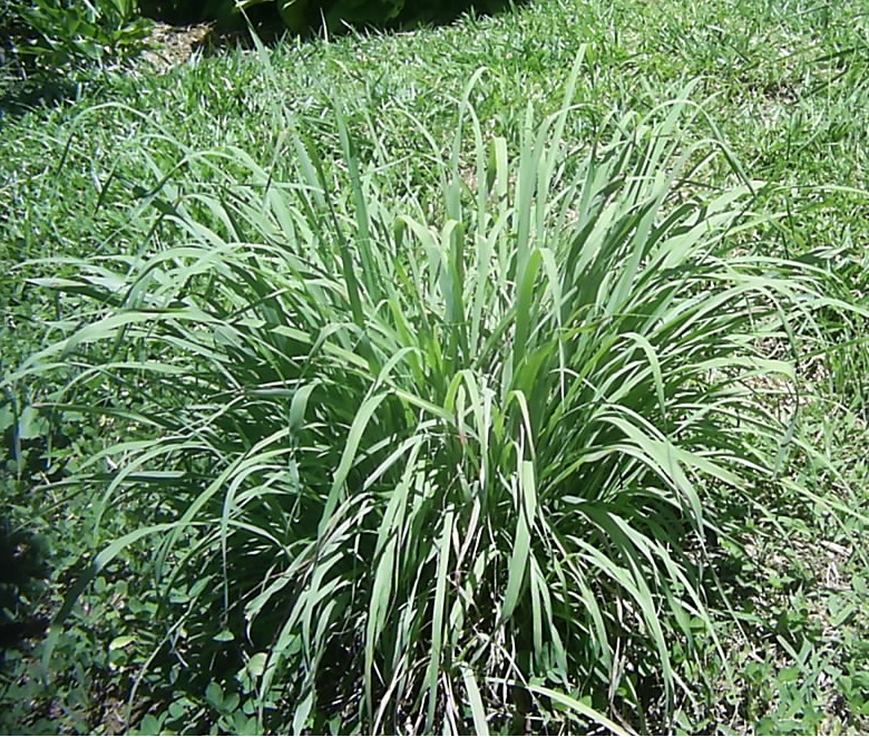 Proyecto ecológico ECOLBA: Limonaria - Cymbopogon citratus