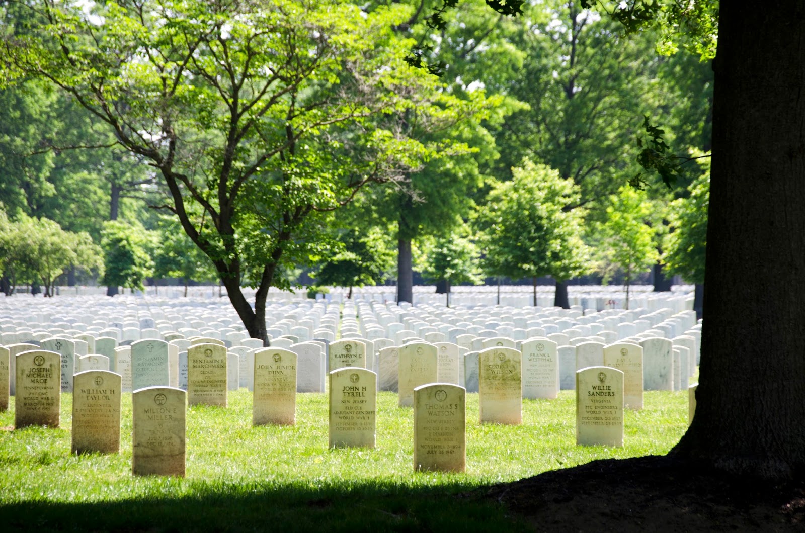 Urban Wildlife Guide: Memorial Day