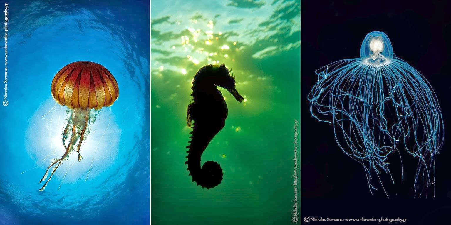 These Petty Moments: Photographer Spotlight: Nicholas Samaras