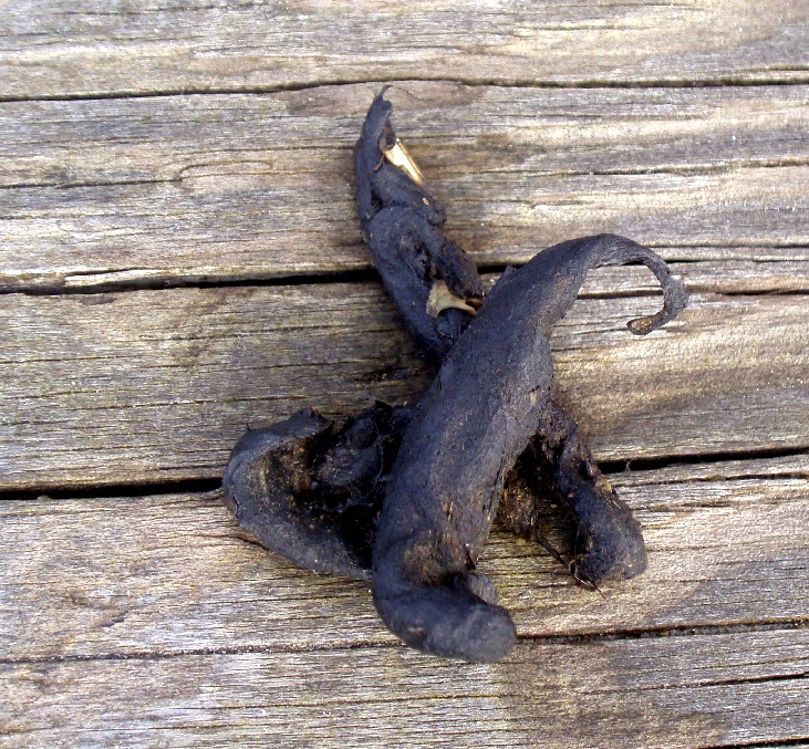 Wild on Arran: Silver DofE: Glen Orchy to Taynuilt- the long way round.