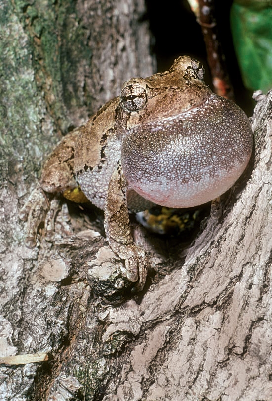 Perkembangan Katak: Bagaimana Katak/Kodok Melakukan Reproduksi?