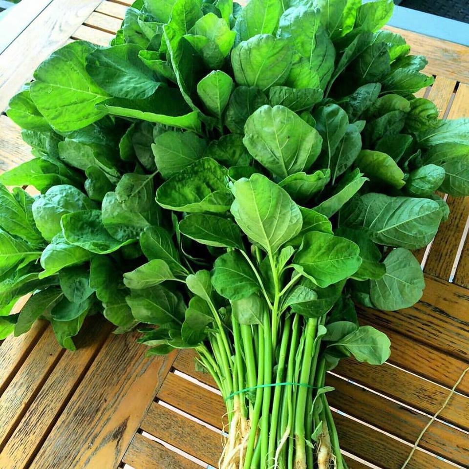 14 Jenis Tanaman Yang Mudah Ditanam Dalam Rumah