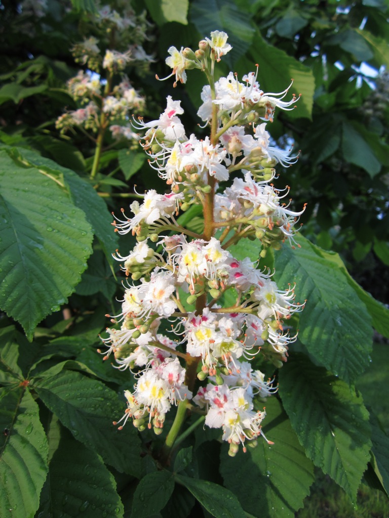 White Birch Tree: Trees in bloom...