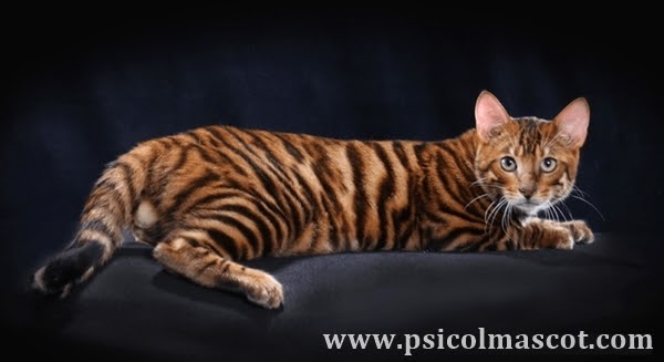PSICOLMASCOT: El Gato Toyger