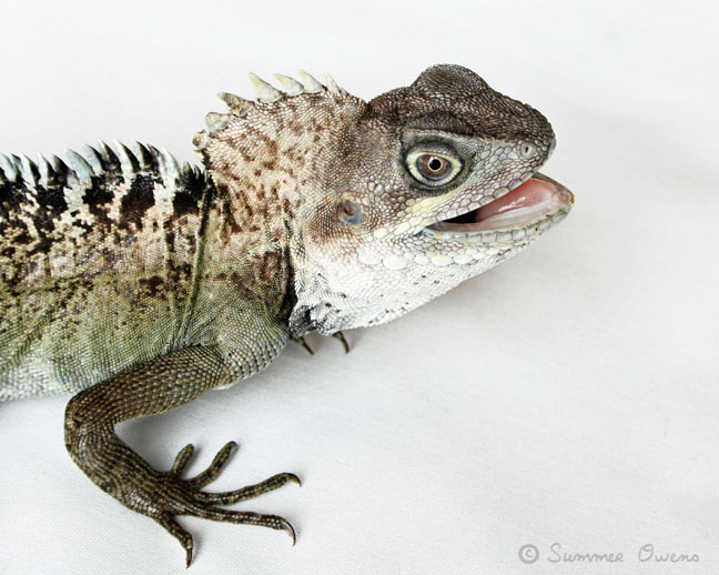 Exotic Pets/Animals Photography Shoot | Summer Owens