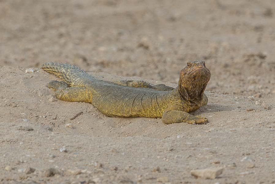 Birds of Saudi Arabia: Arabian Spiny-tailed Lizard - Dhahran Hills