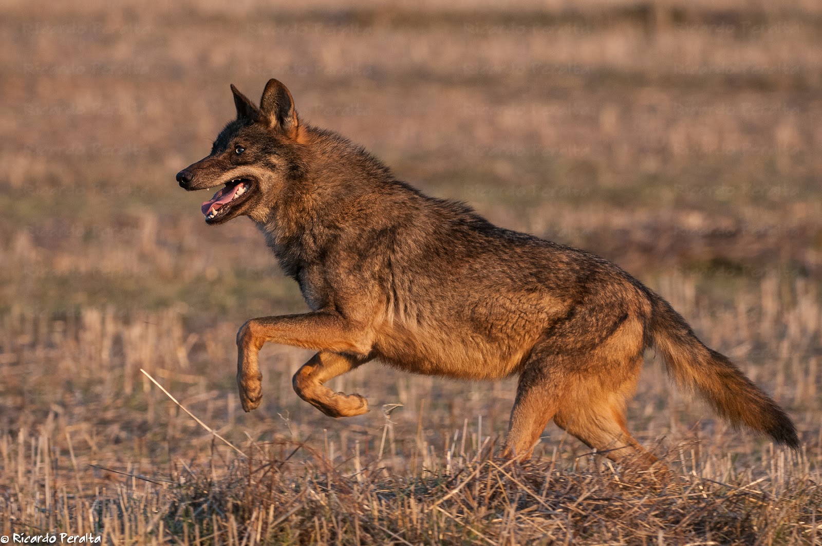 Ricardo Peralta. Fotógrafo de Naturaleza: Lobo Ibérico (Canis lupus ...