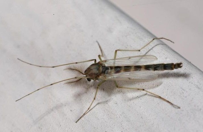 Rugs and Pugs: Muffleheads