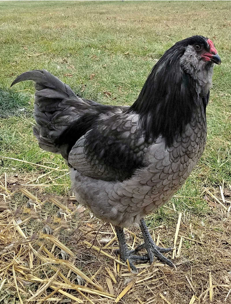 Grey Rooster