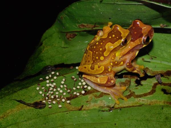 Cikgunesli: Kemandiran Spesis