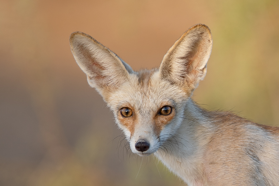 Birds of Saudi Arabia: Arabian Red Fox – Jubail area