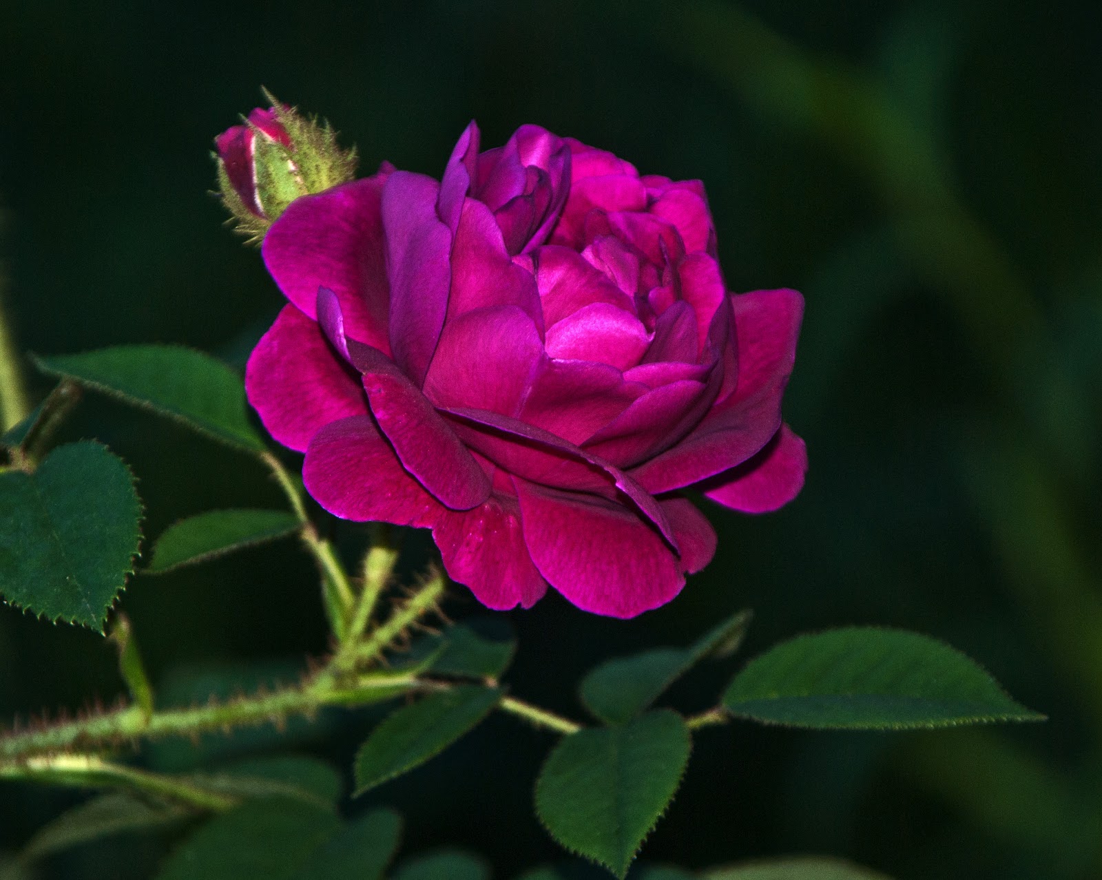 Gardening in the Heart of Virginia: All about Roses: Types Available ...