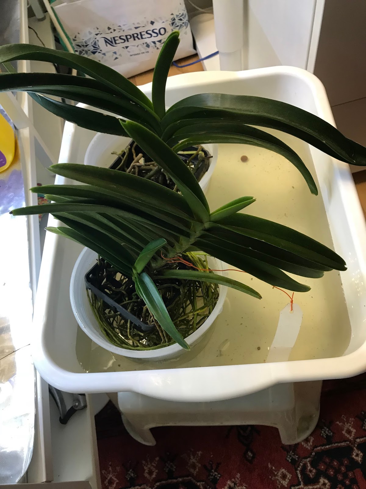 How to Grow Vandas at your Home? ~ My GARDENING