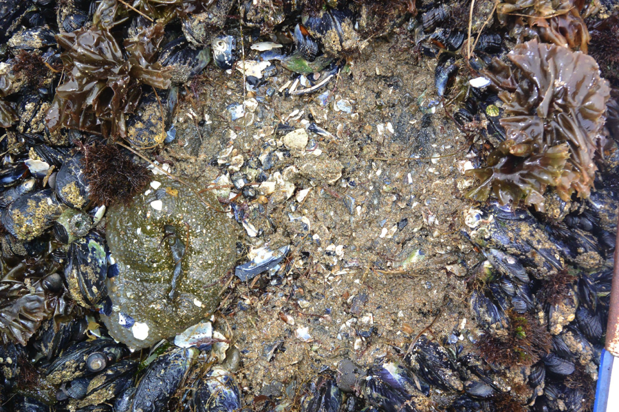 Rediscovering Evolution: April 2019