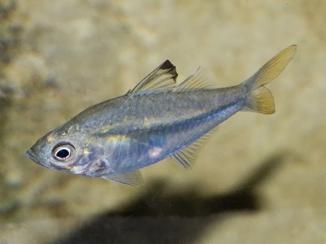 INDONESIAN FRESHWATER FISH COMMUNITY - IFFC: 49 Species of Family ...