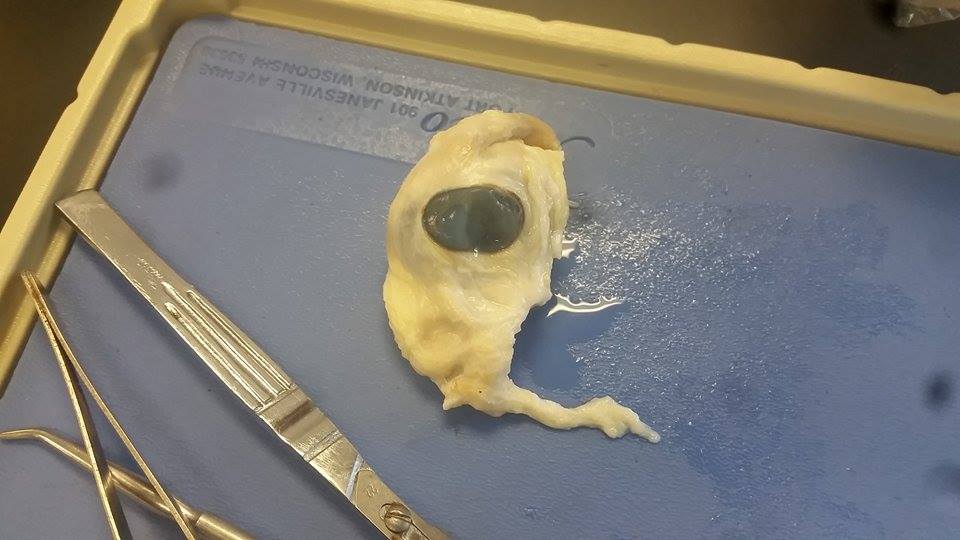 Jackie's 2015 A&P: Sheep Eye Dissection