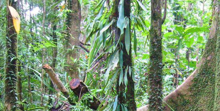Kenali Karakteristik Pohon Keruing & Manfaat Kayunya! - Toko Lantai Kayu