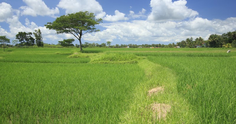 Potensi Daerah ~ KELURAHAN PALUR