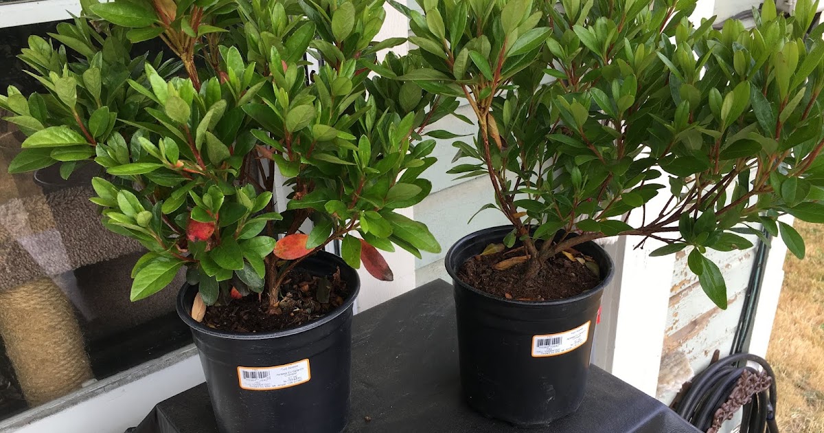 Bonsai Victor: Neagari Azalea - Exposed Root Style Azalea