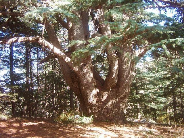 Scripture for Today: Matthew 13:31-32 ~ The Kingdom of Heaven is like