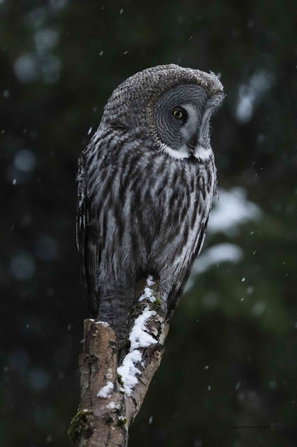 A new Great Grey | Focusing on Wildlife