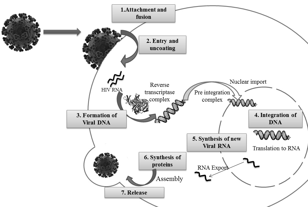 Medical Microbiology: HIV nuclear entry