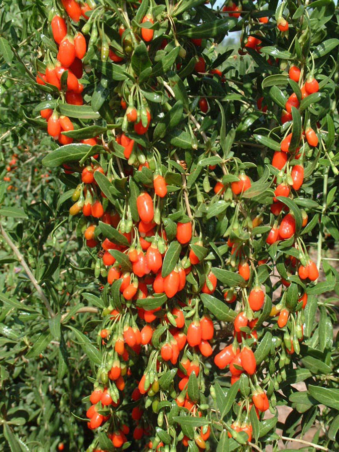 The latest dirt from my garden: Wolfberry or Goji Berry - Himalayan ...