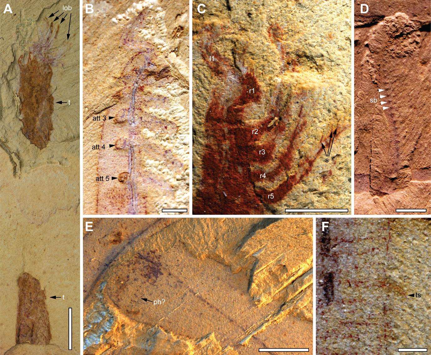 Sciency Thoughts: Facivermis yunnanicus reinterpreted as a tube ...