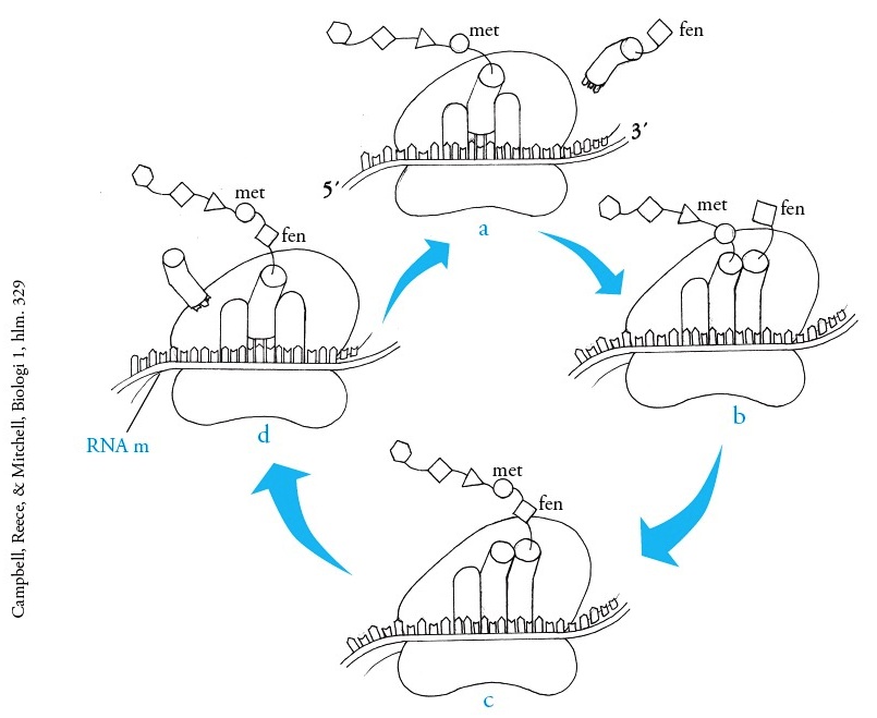 LARAS DESY: Sintesis Protein