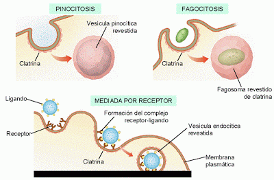 transportes de moléculas de baja y elevada masa molecular: Cada una por ...