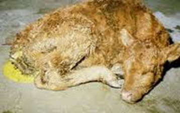 Blog Belajar Beternak: Jenis-jenis penyakit pada sapi dan bahayanya