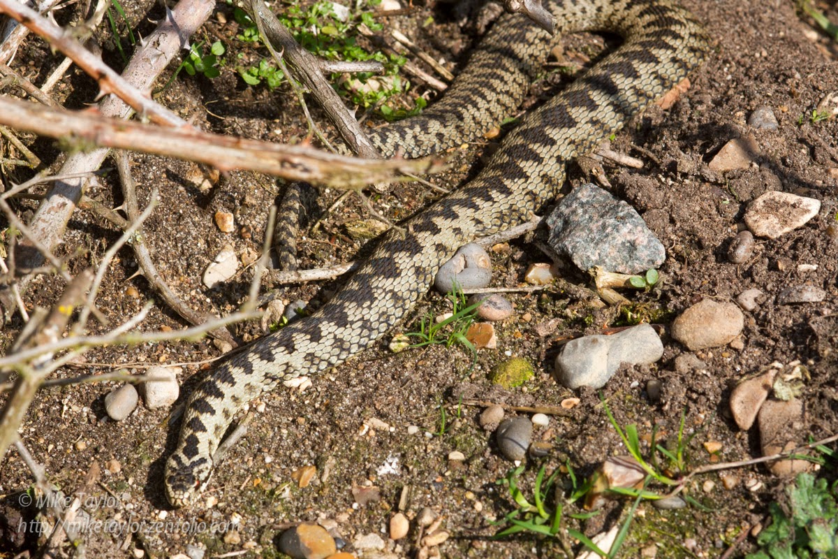 MERSEA WILDLIFE: SNAKE-SHOTS