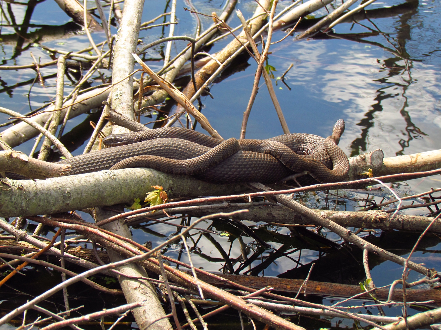 The View From the Canoe: The Conversation