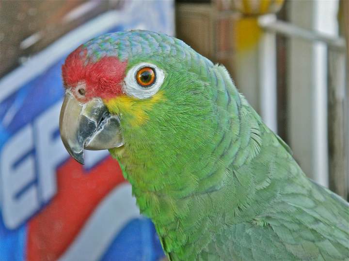 Memorias Guanacas: El Rey Zope