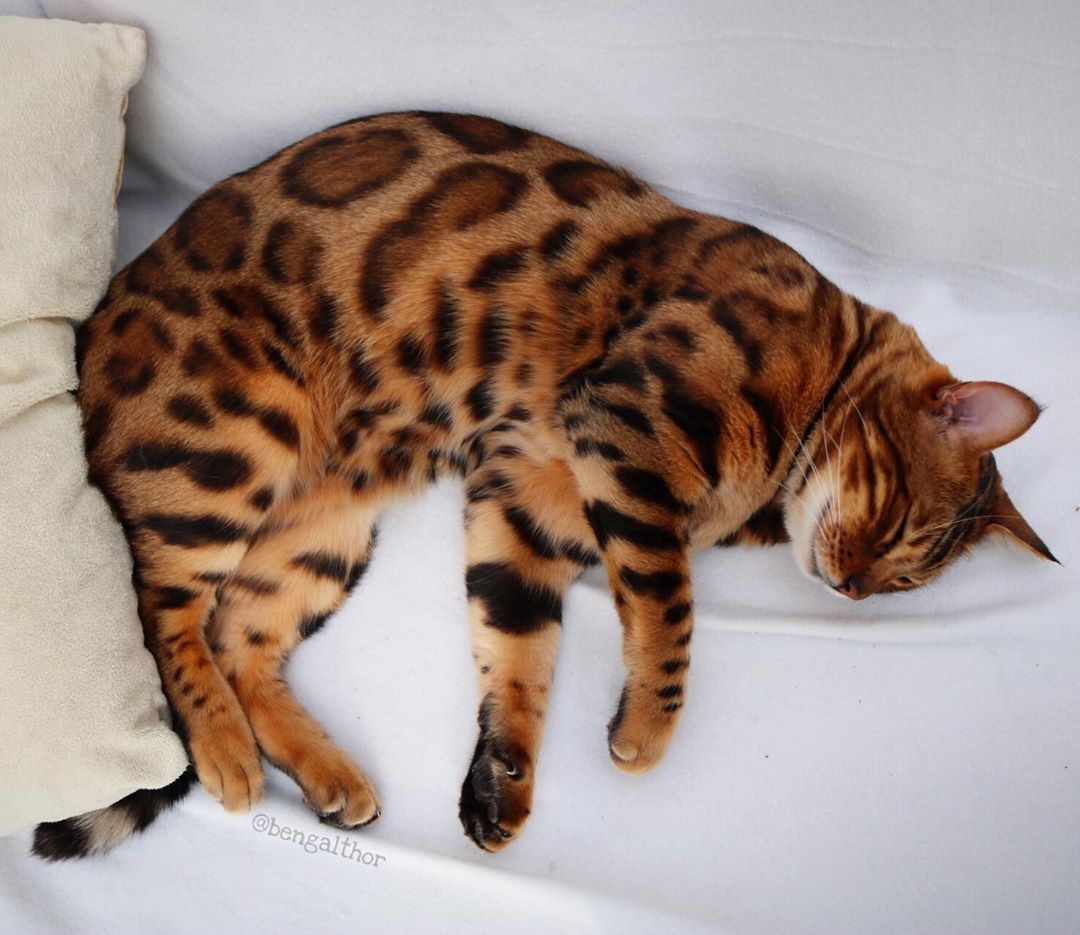 25 Gorgeous Bengal Cat Breed Pictures That Took The Internet By Storm ...