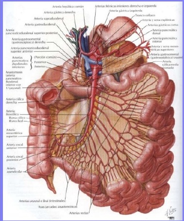 Flanco Esquerdo : ANATOMIA DO INTESTINO DELGADO - COM FOCO NO FLANCO ...