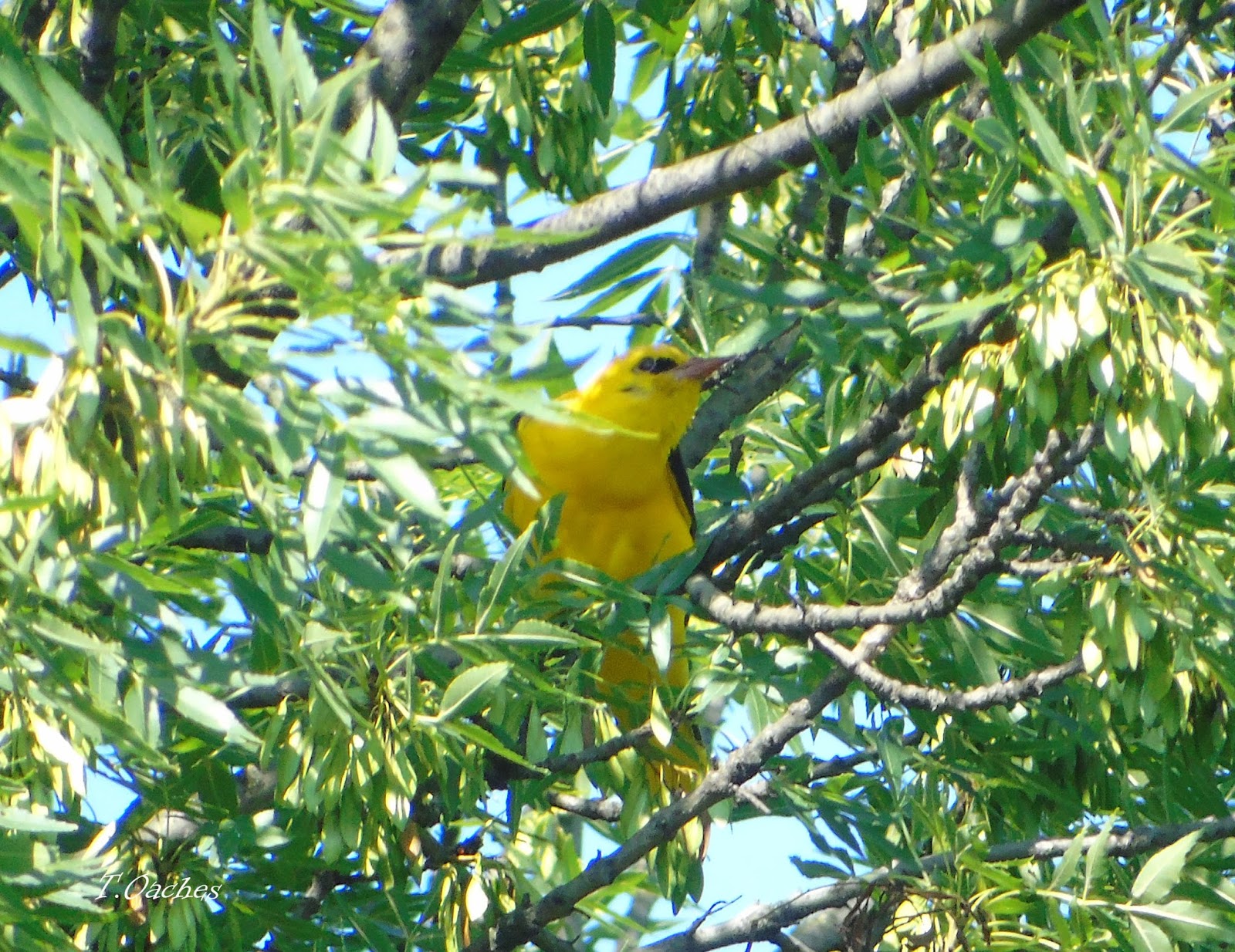 PASARI DIN ROMANIA: GRANGUR, Oriolus oriolus