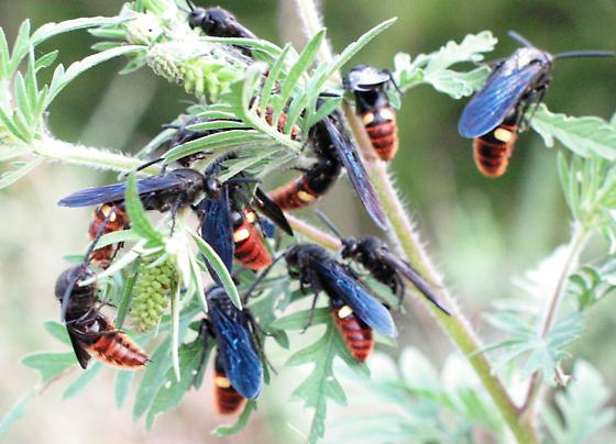 Bug Eric: Wasp Wednesday: Blue-winged Wasp