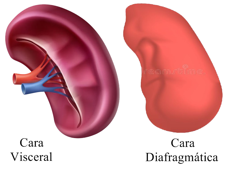 Bazo ~ Biopsicosalud