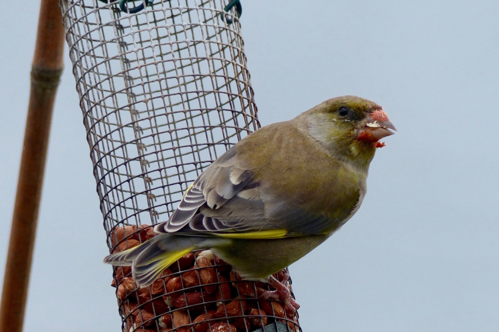 A Kilchoan Diary: Birds and a Fungus