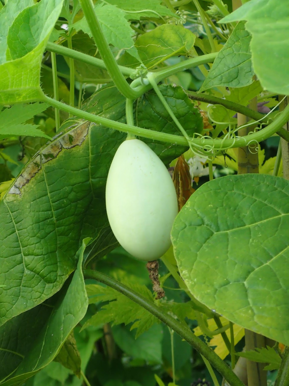 Scirpidiella's Plants: Wild squash species (Cucurbita sp. div.)