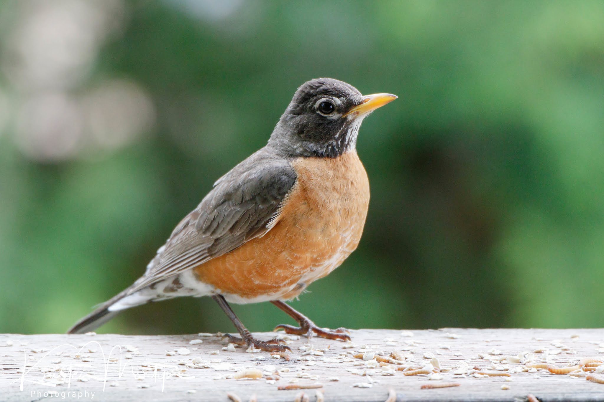5 Interesting Facts About American Robins | Nature Notes Blog