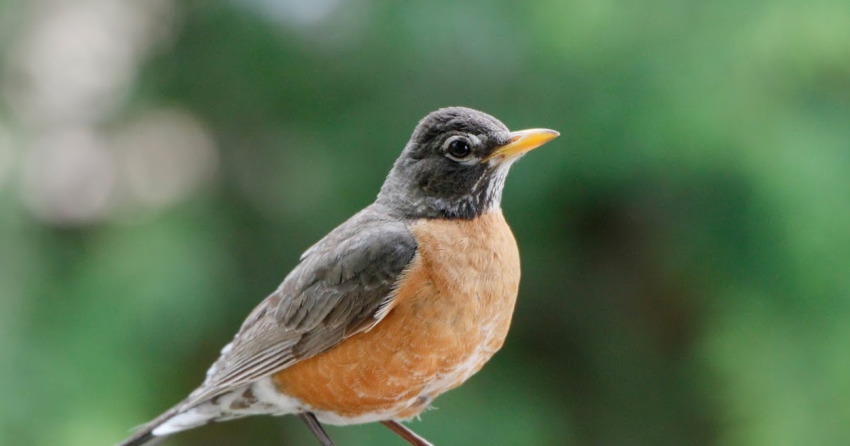 5 Interesting Facts About American Robins | Nature Notes Blog