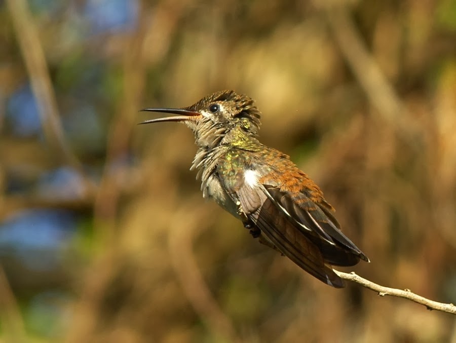 Birds Of Tobago: Ruby-topaz Hummingbird