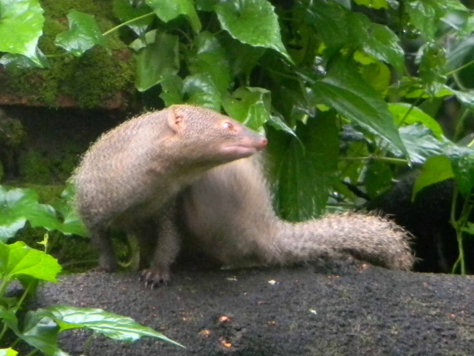 നല്ല അയല്‍ക്കാരന്‍ !!! | പുലര്‍ വേള