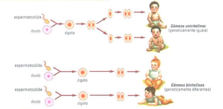 Mundo Da Biologia : Casos especiais de reprodução: Poliembrionia e ...