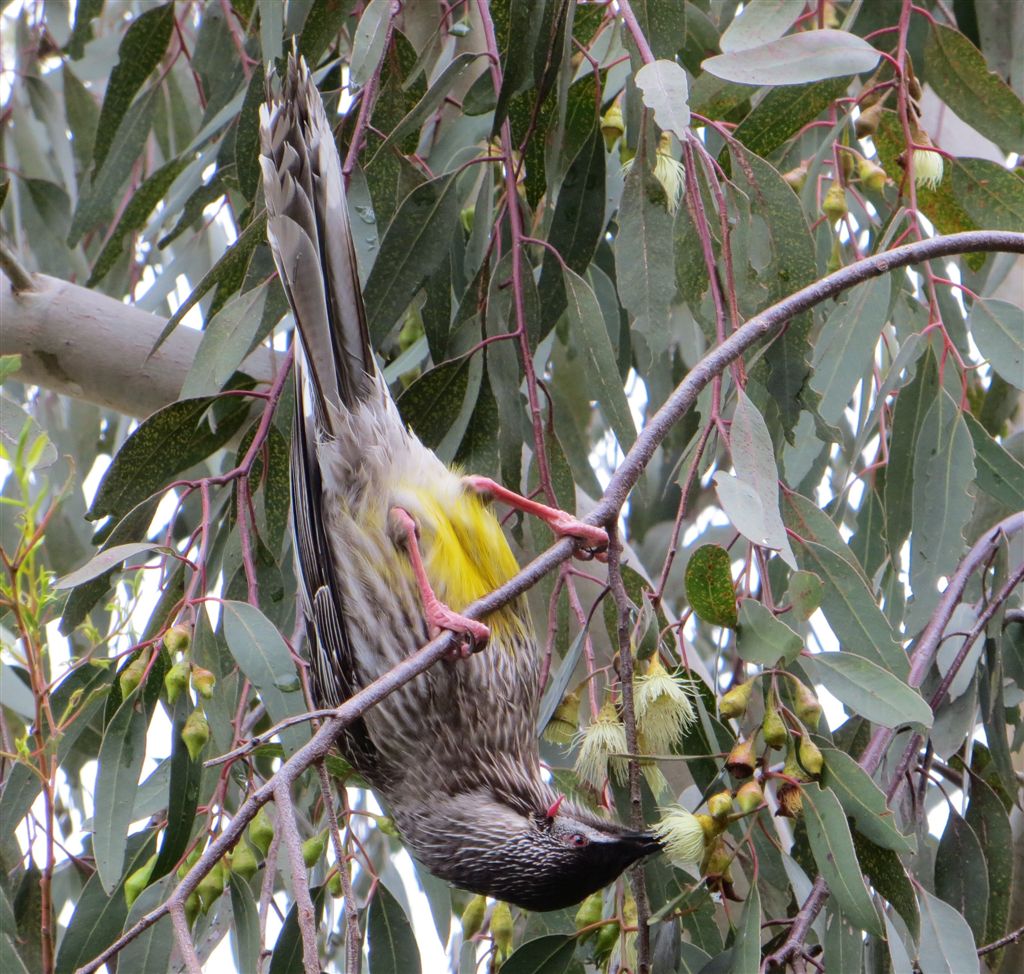 Majura birds: Red Wattlebird
