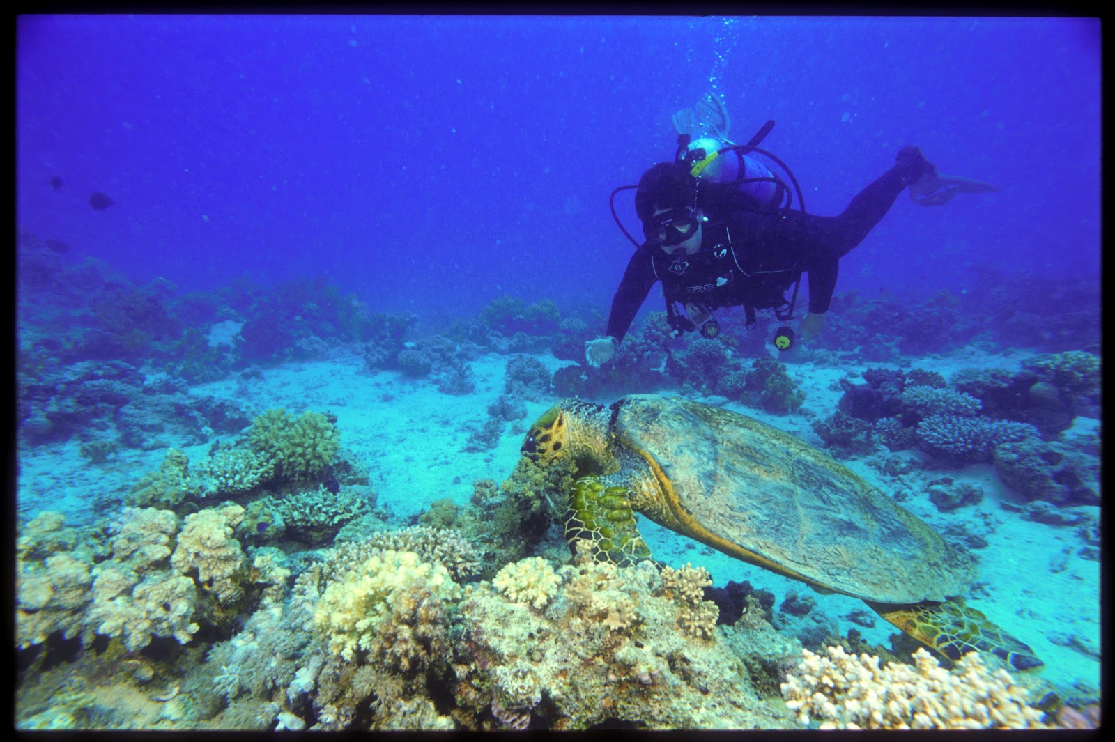 Underwater Centre ~ Dive Seychelles: Dive to L'Ilot Island 22-04-2012